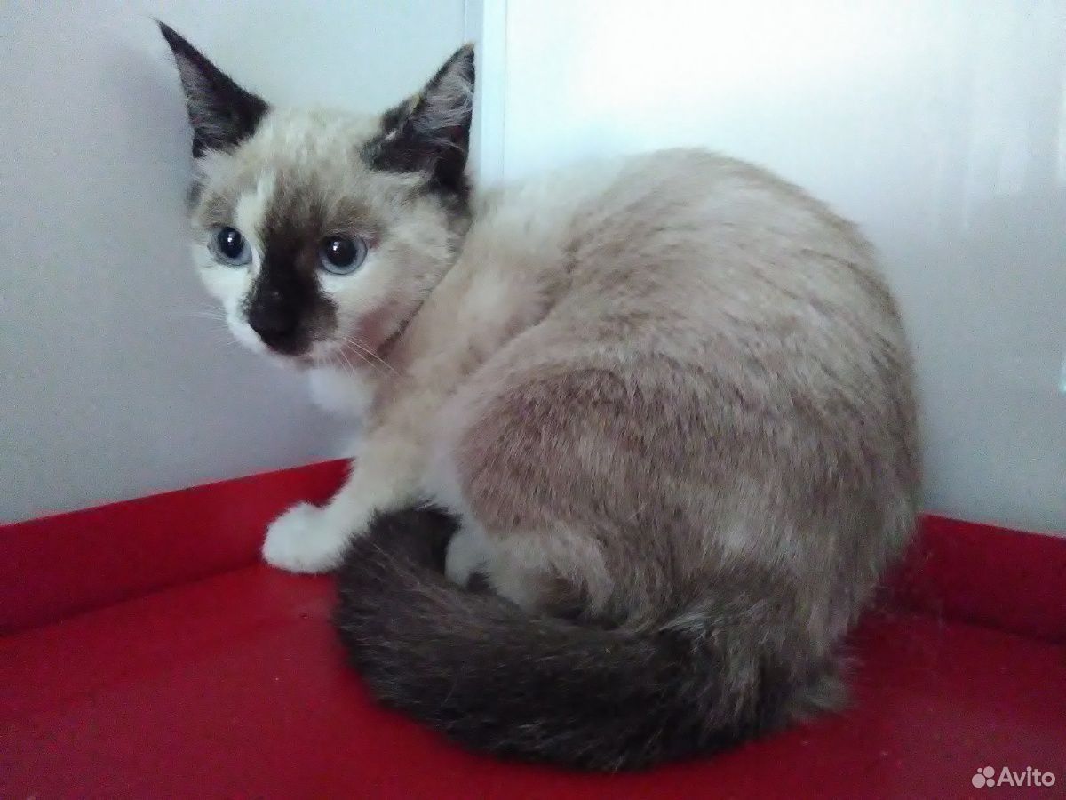 Котенка Луна 4 мес в дар
