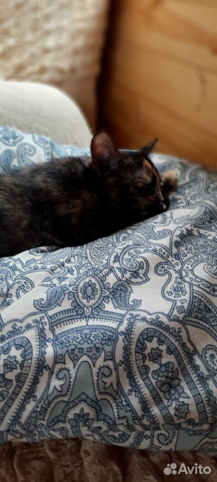 Кошка