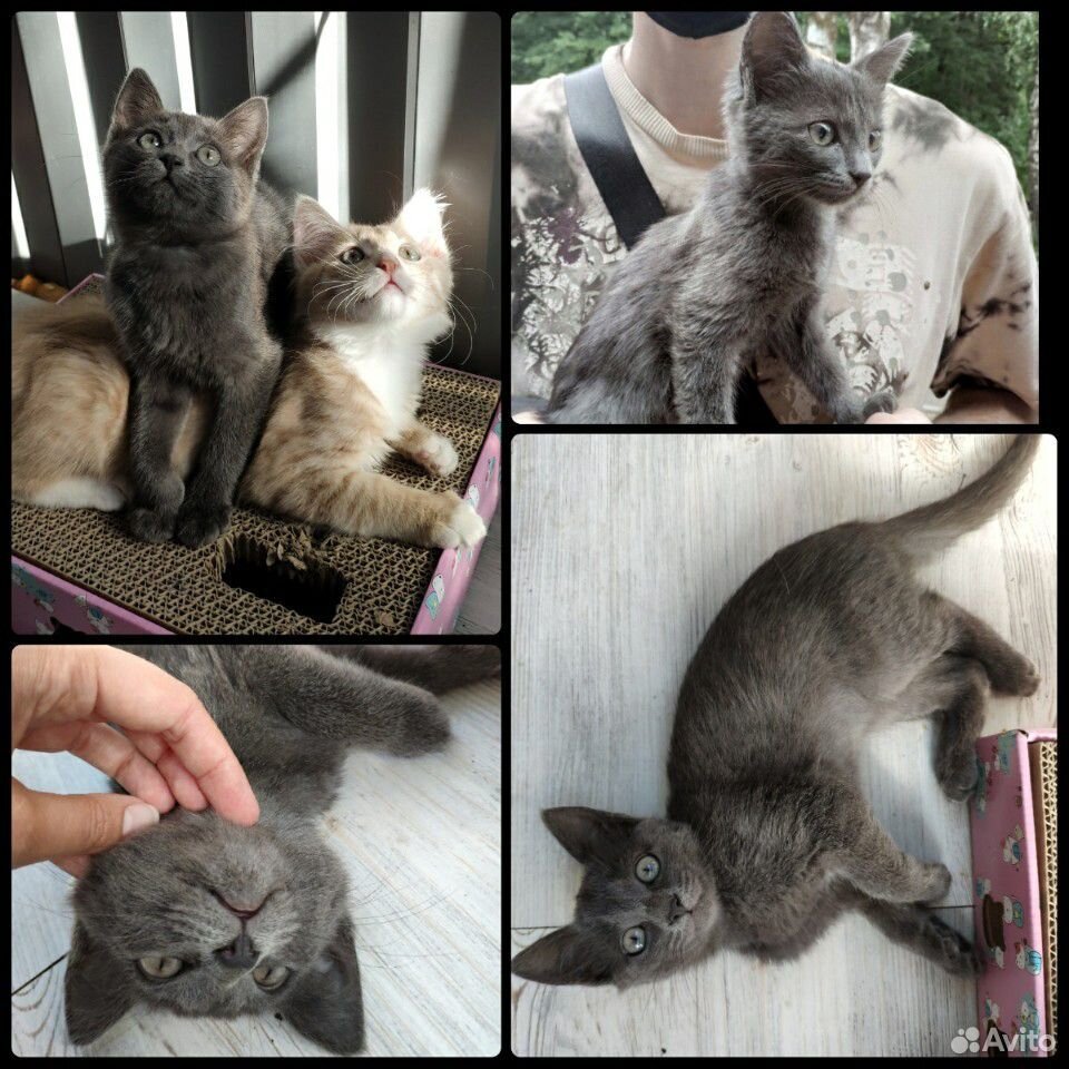 Котенок (девочка)