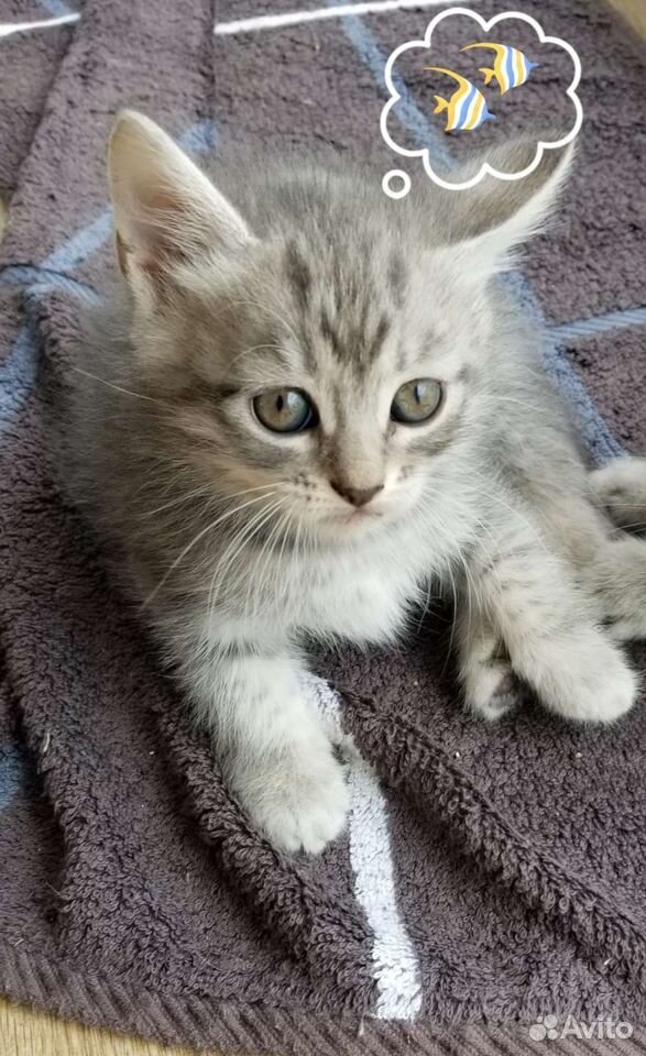 Котёнок. Девочка