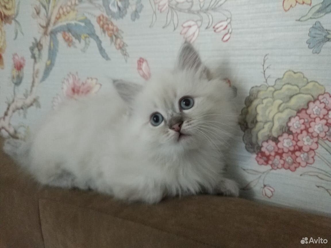 Бронирование котят рэгдолл