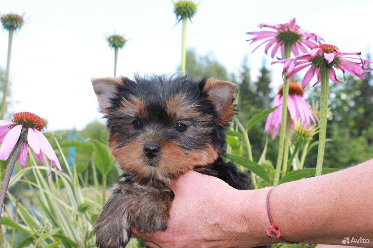 Мальчик мелкий стандарт