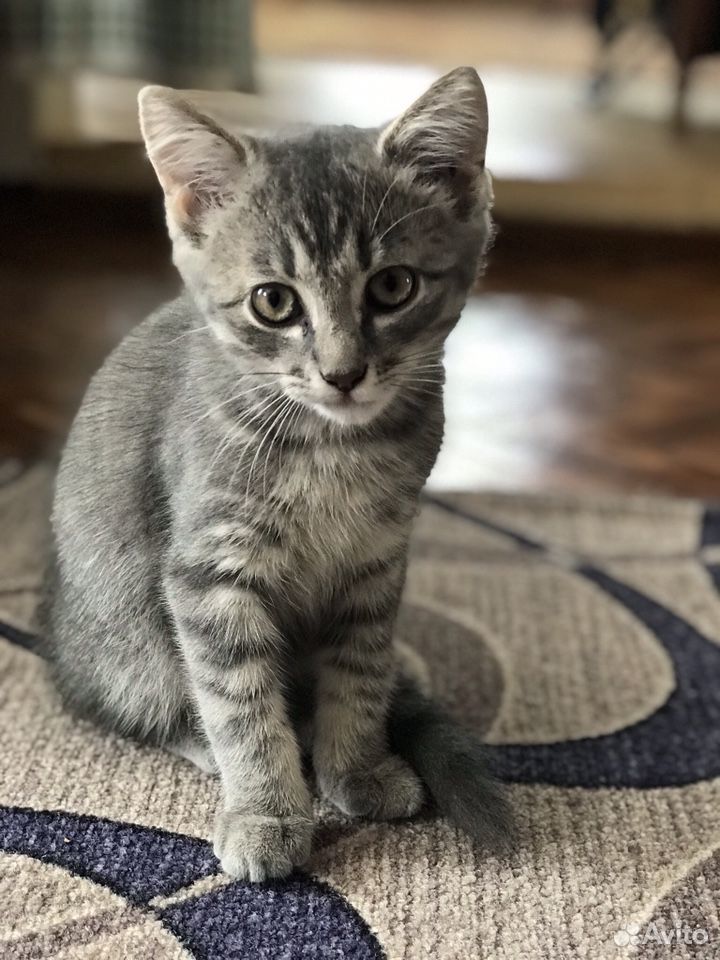 Котёнок 3 месяца