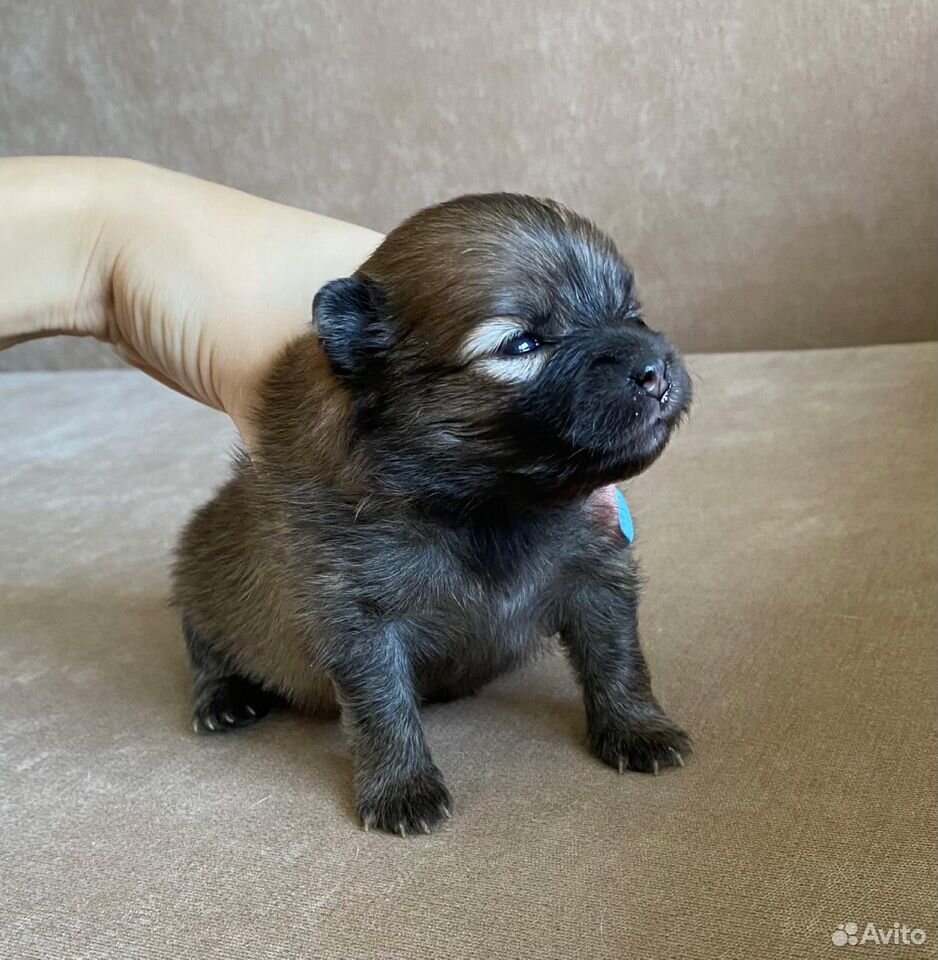 Щенок шпиц готовится к продаже