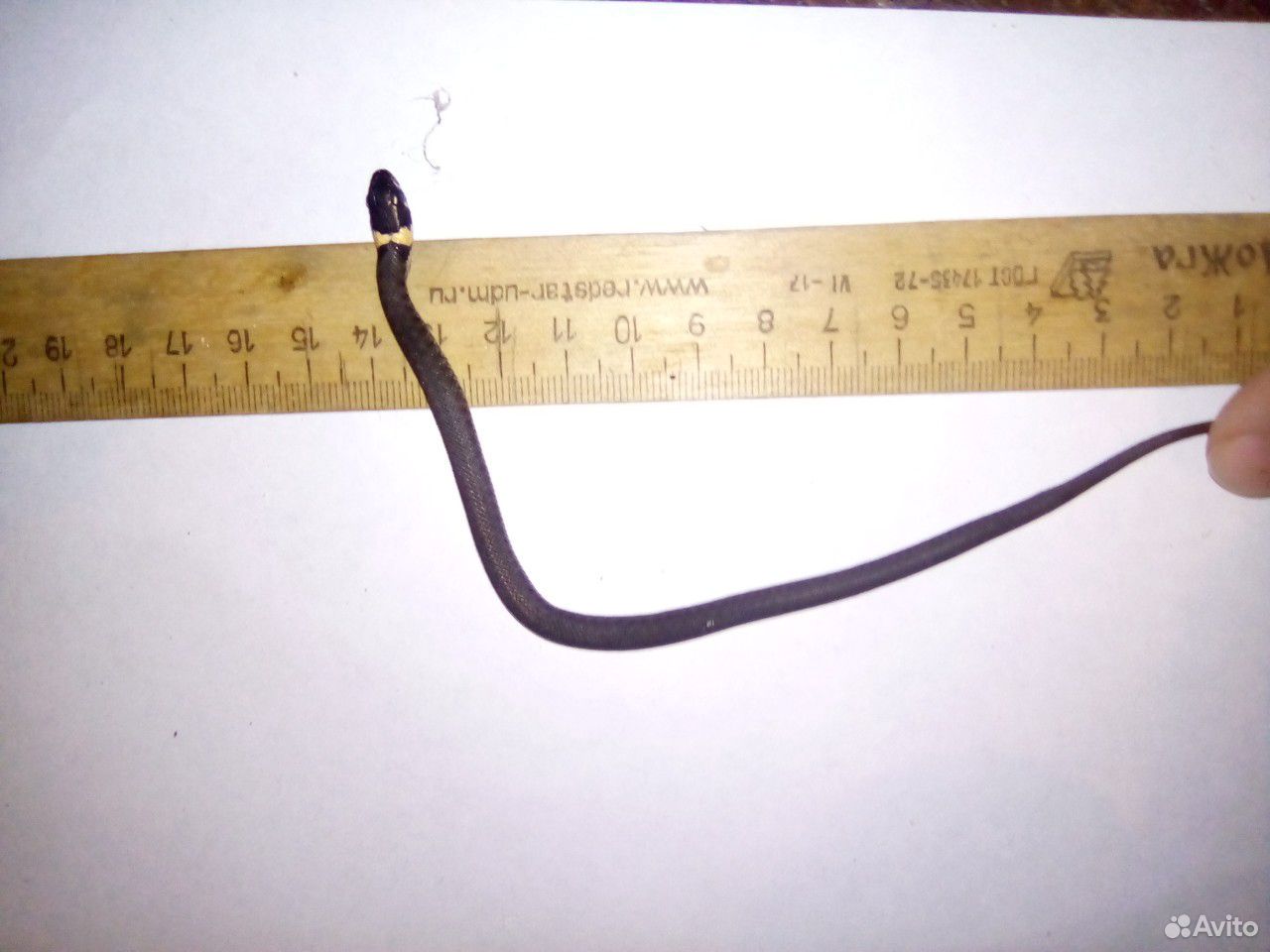 Уж обыкновенный