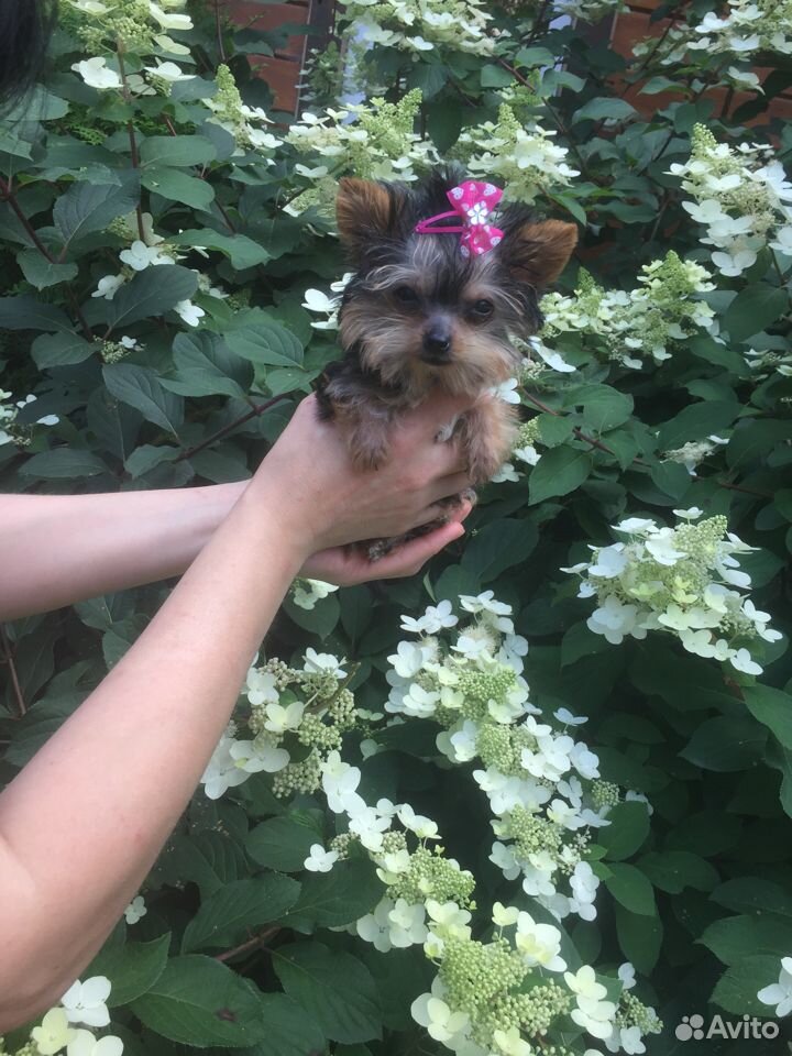 Супер мини малышка йорик