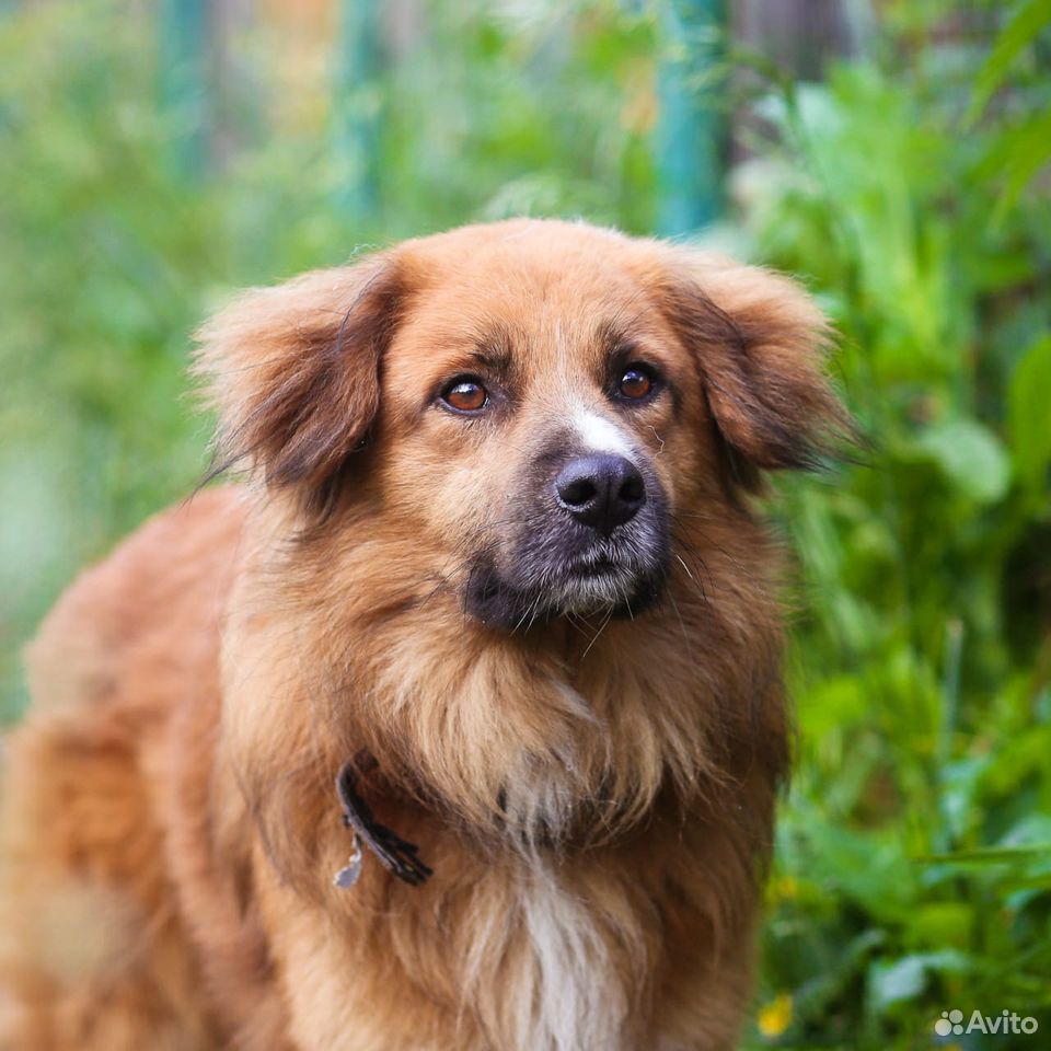 Рыжий и пушистый красавчик пёс