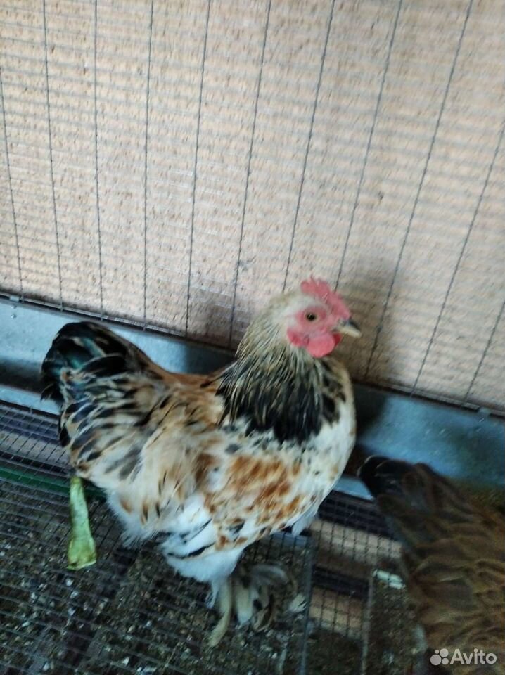 Карликовые курочки