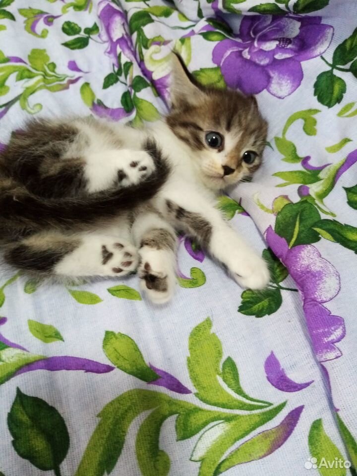 Шотландская