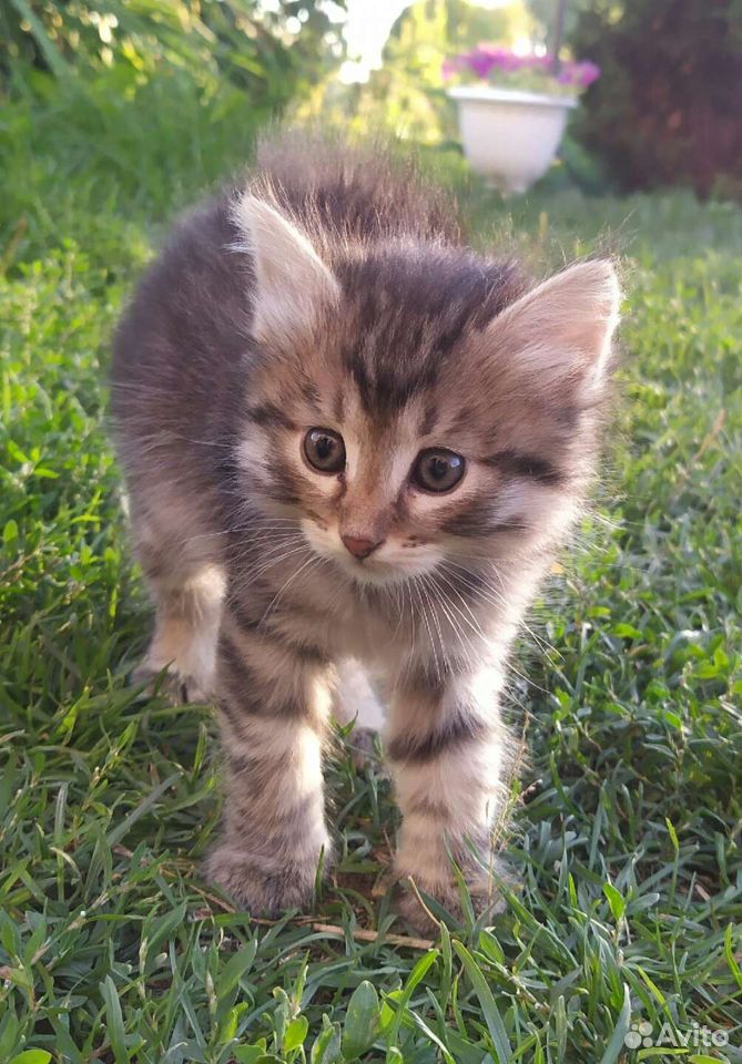 Котята
