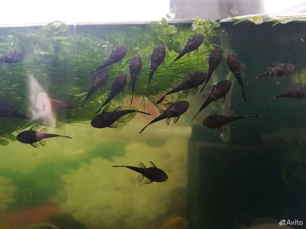 Сом анцитрус