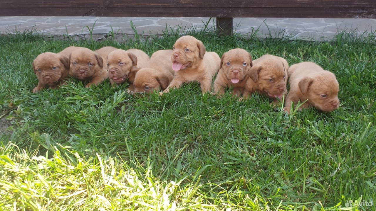 Щенки бордоского дога