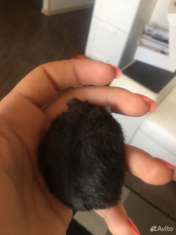 Хомяк кемпбелла