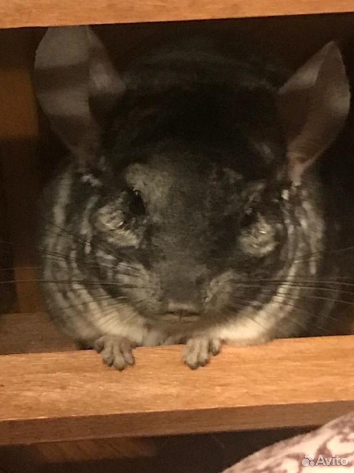 Шиншилла 6 лет