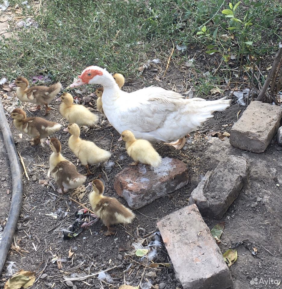 Индоутка с 9 утятами