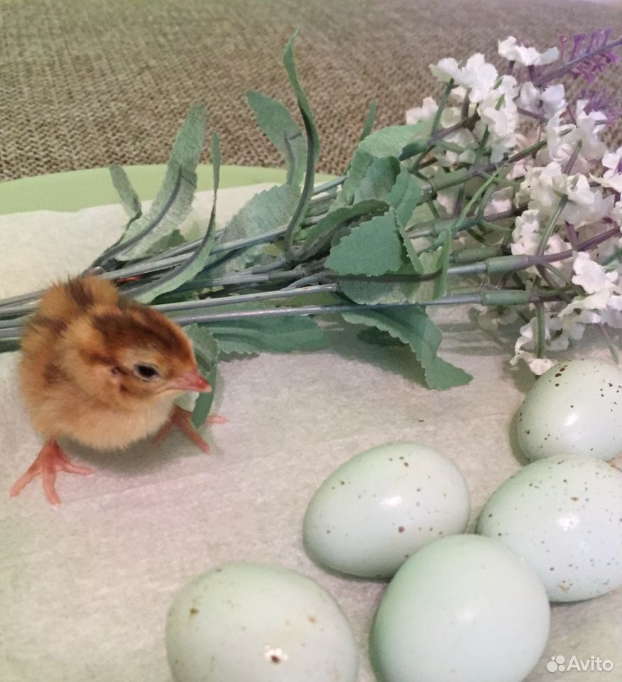 Продажа перепелов Селадон (целадон)