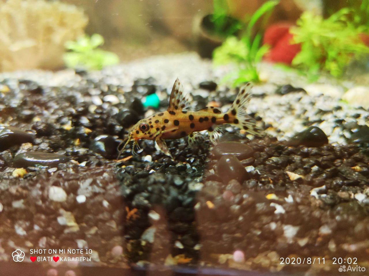 Рыбка, рыба в аквариум, сомик, обмен