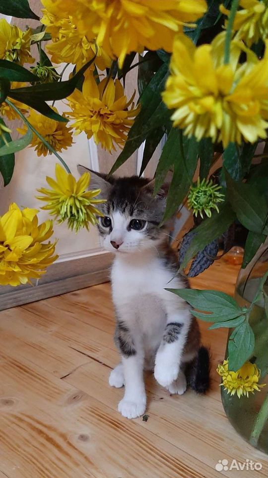 Милый котенок бесплатно