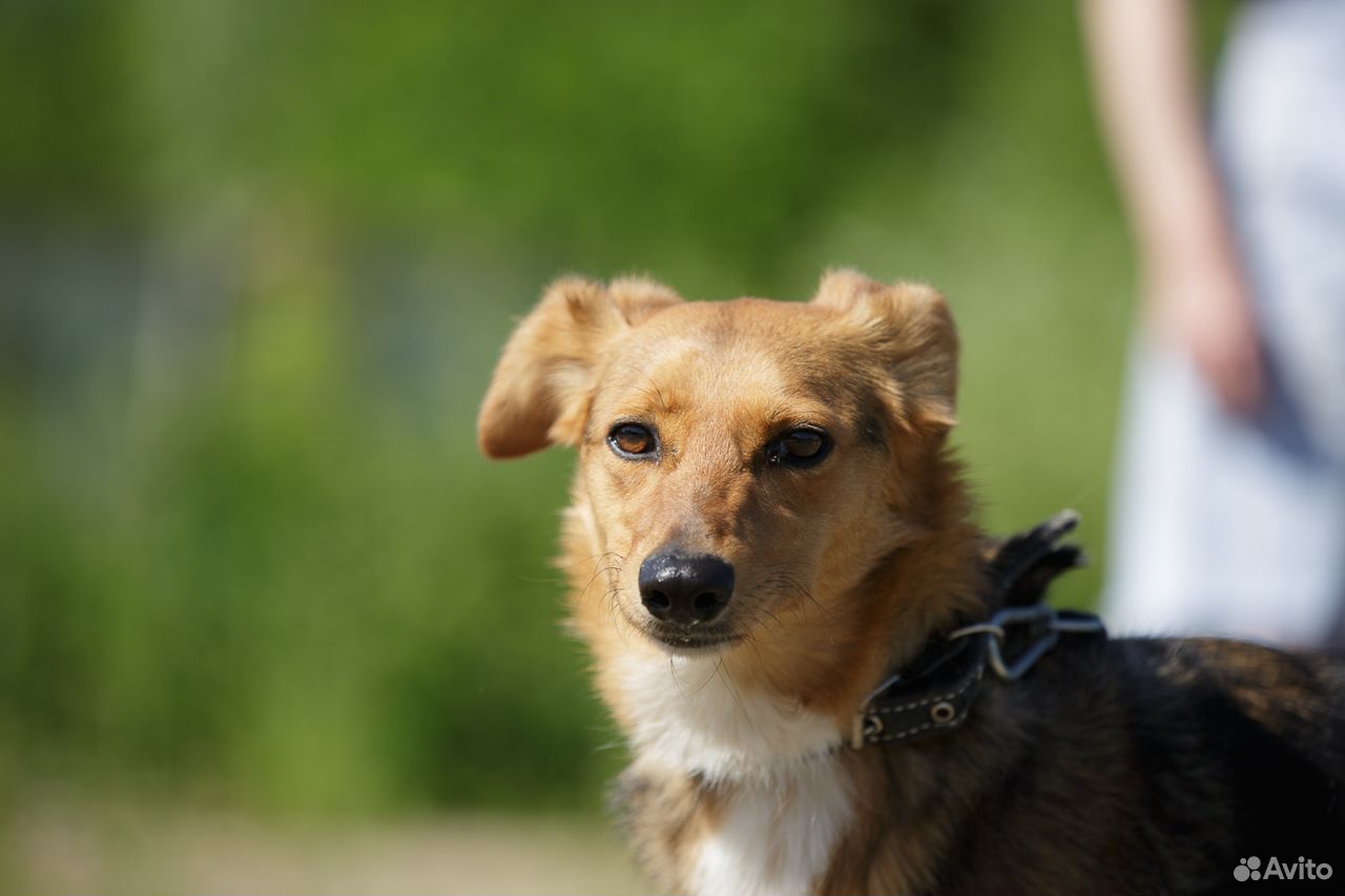 Миниатюрная собачка Одри в добрые руки