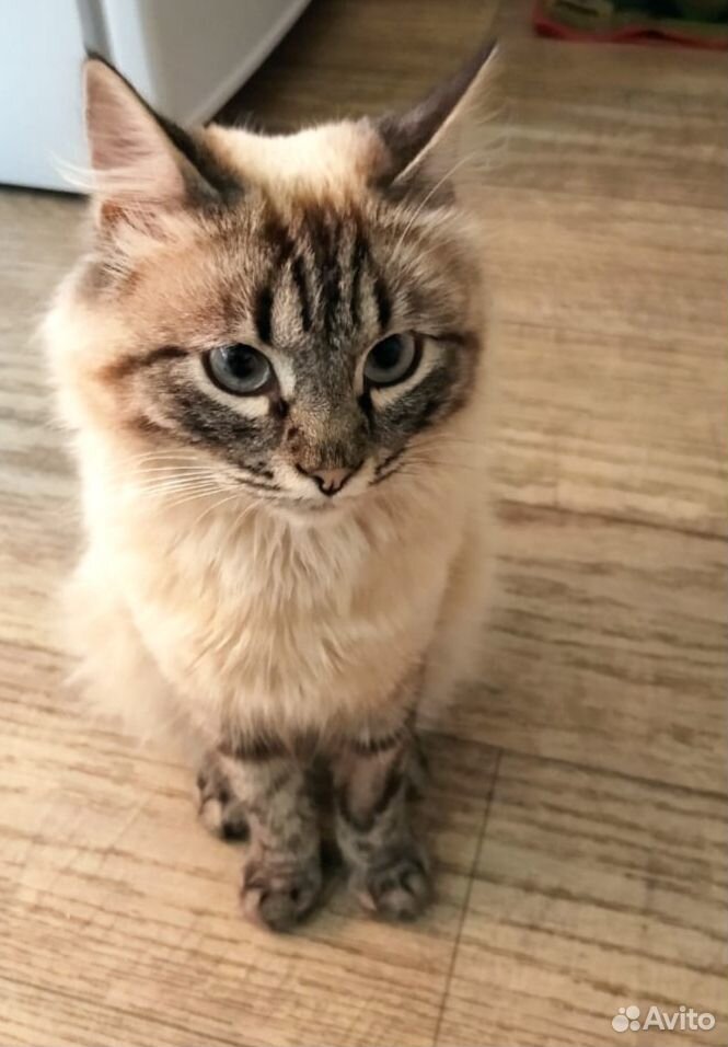 Кот