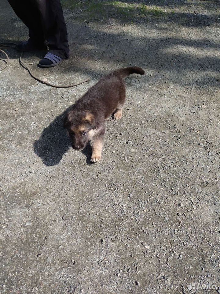 Щенок восточно европейская овчарка вео