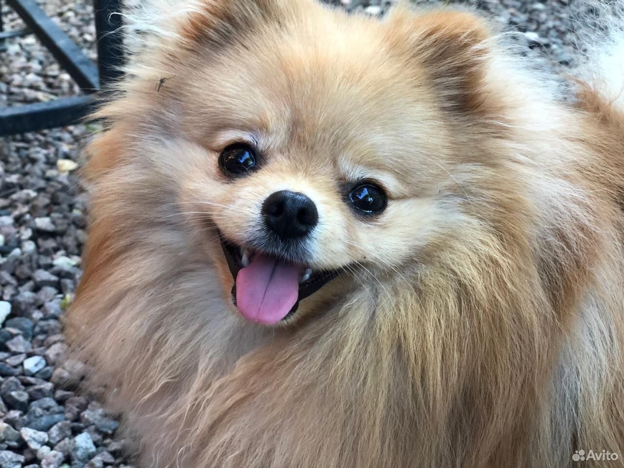 Померанский Шпиц на вязку (кабель)