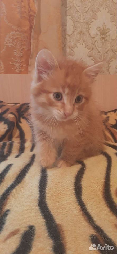 Сибирский котенок