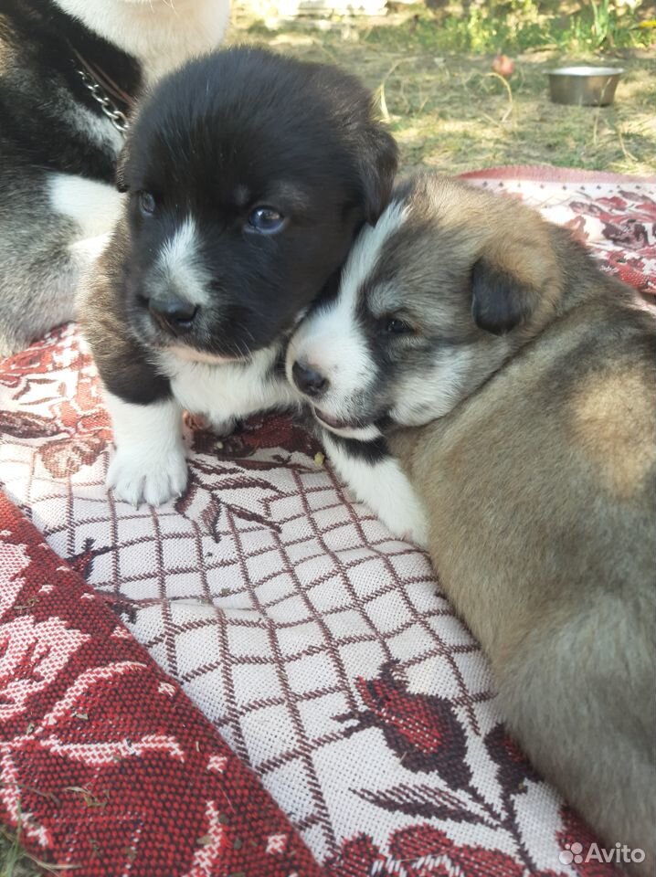 Отдам щенков полухаски в добрые руки