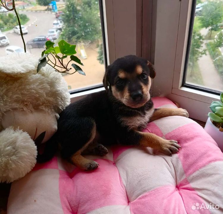 Щенок девочка 1 месяц