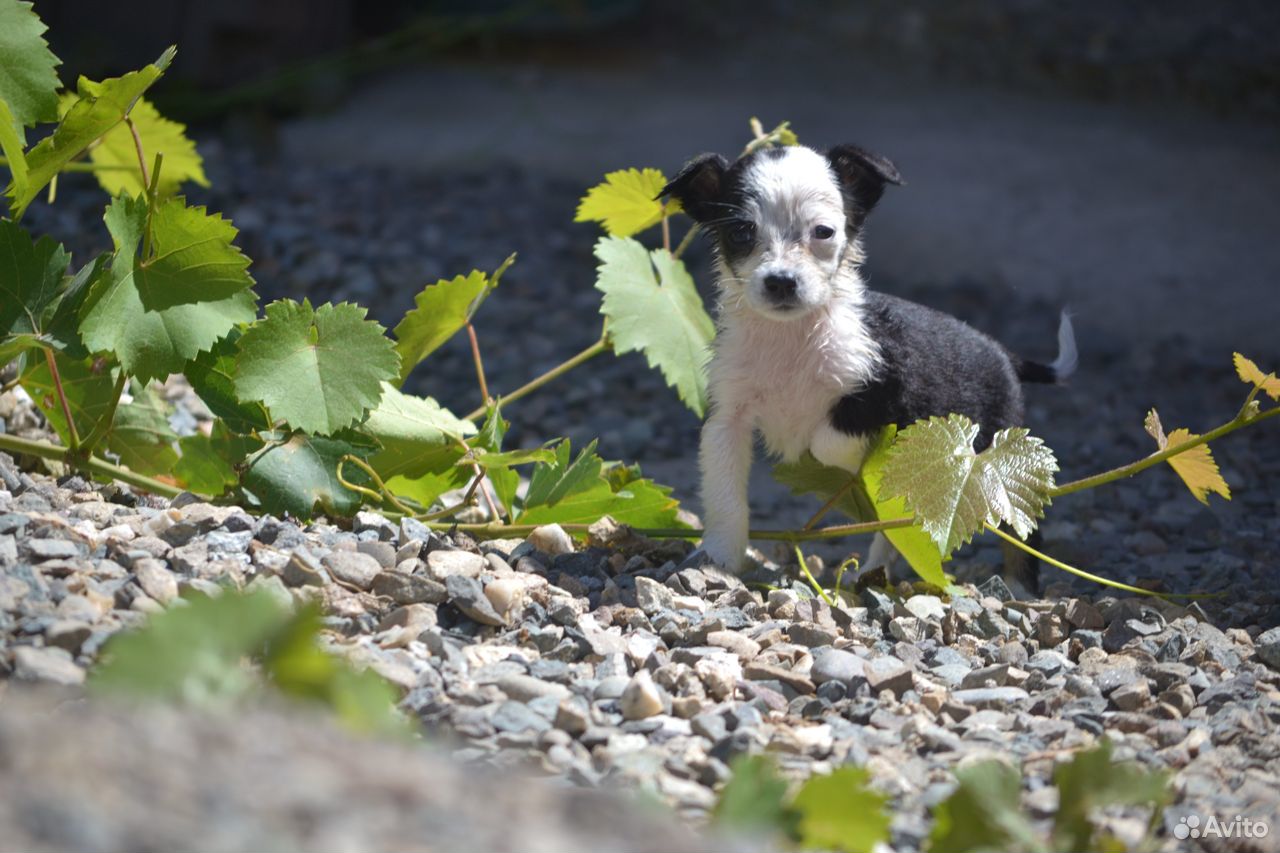 Щенок ждет Хозяина