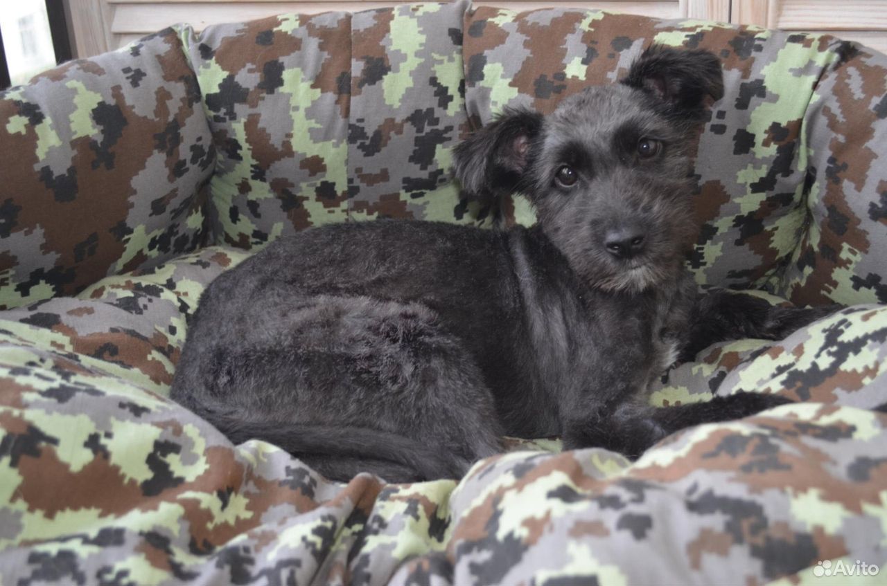 Необычный щенок в добрые руки