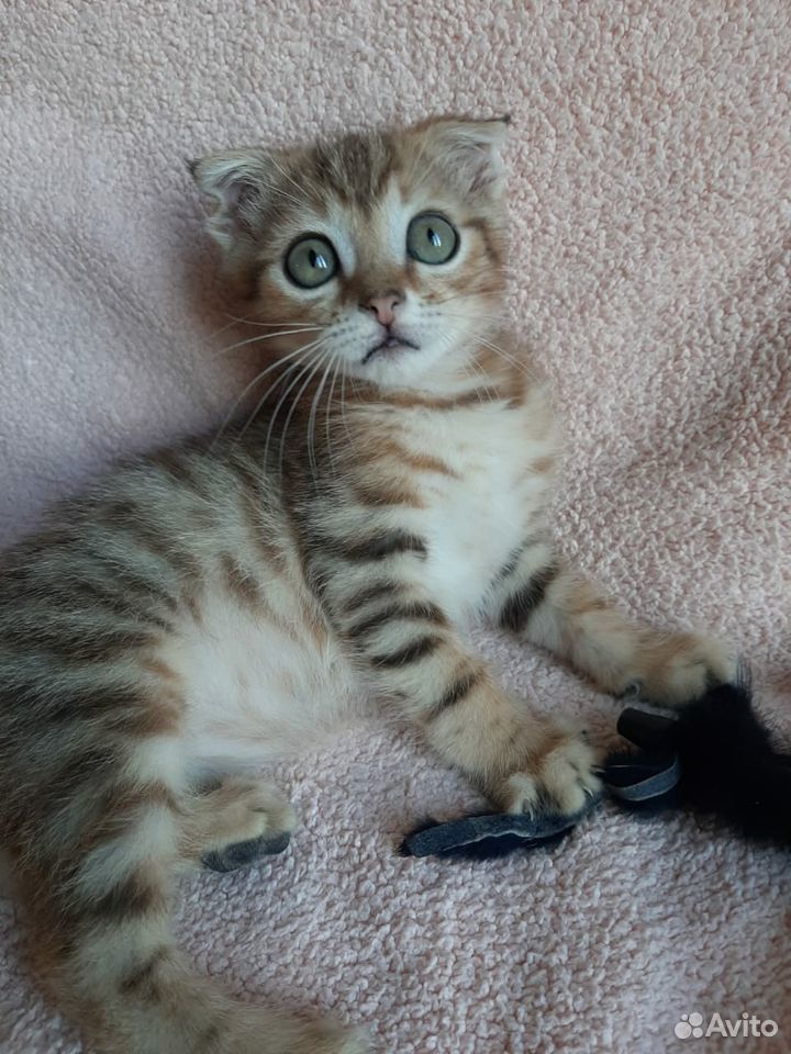 Вислоухий тигрёнок в дар