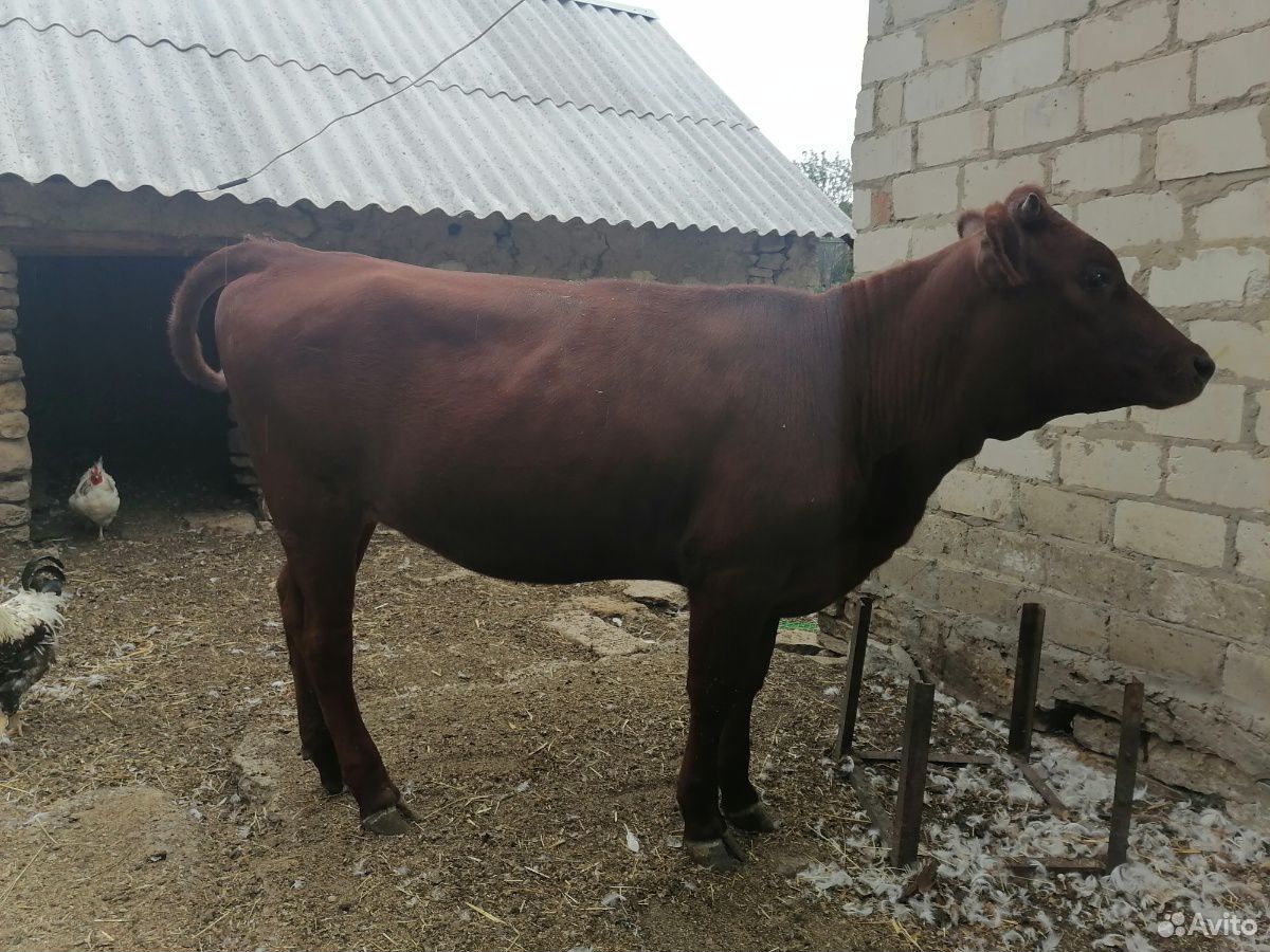 Телка 9 месяцев