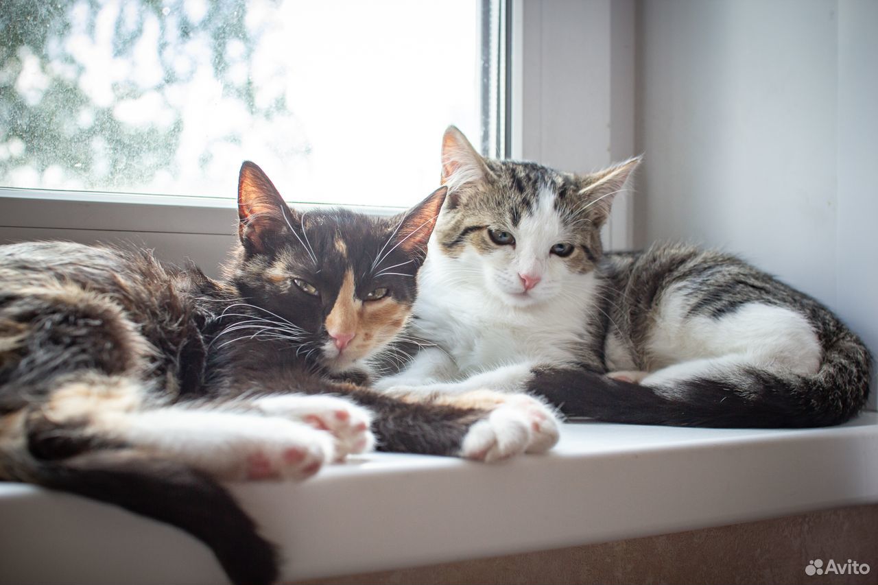 Белка и Стрелка неразлучная парочка (видео)