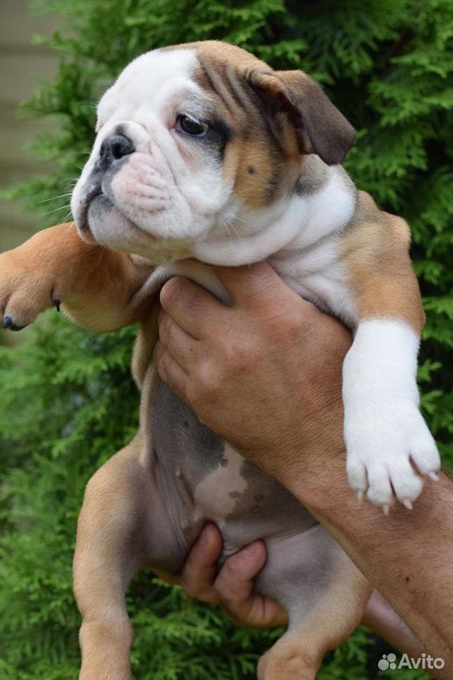 Английский бульдог