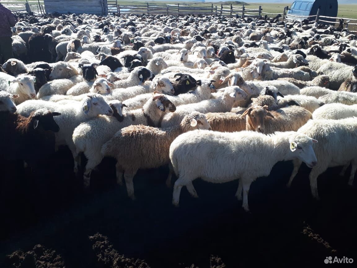Овцы