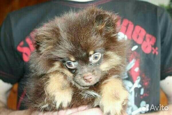 Триколор и другие редкие окрасы