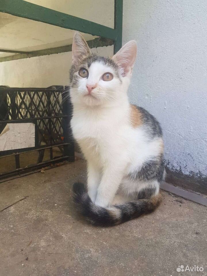 Кошки