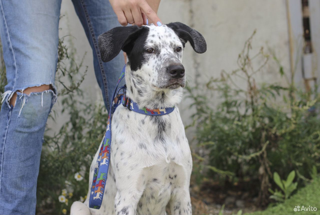 Ласковый пёс в добрые руки