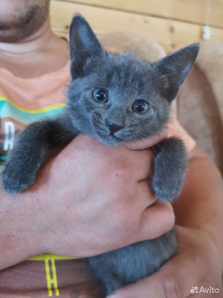 Европейская гладкошерстная