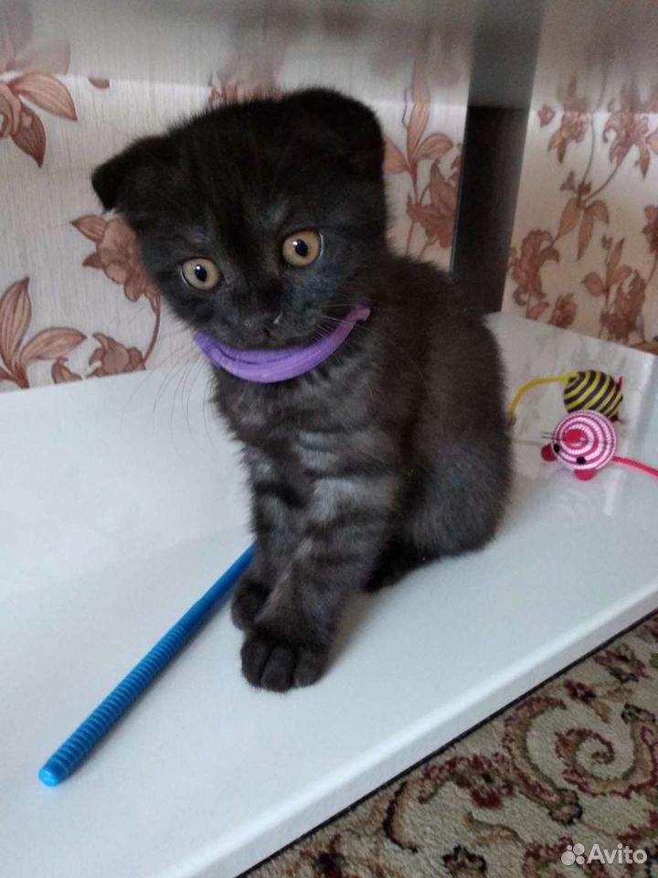 Шотландская