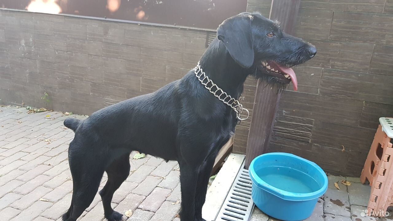 Найдена собака