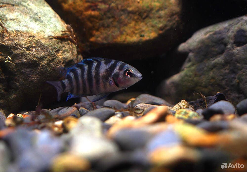 Чернополосые