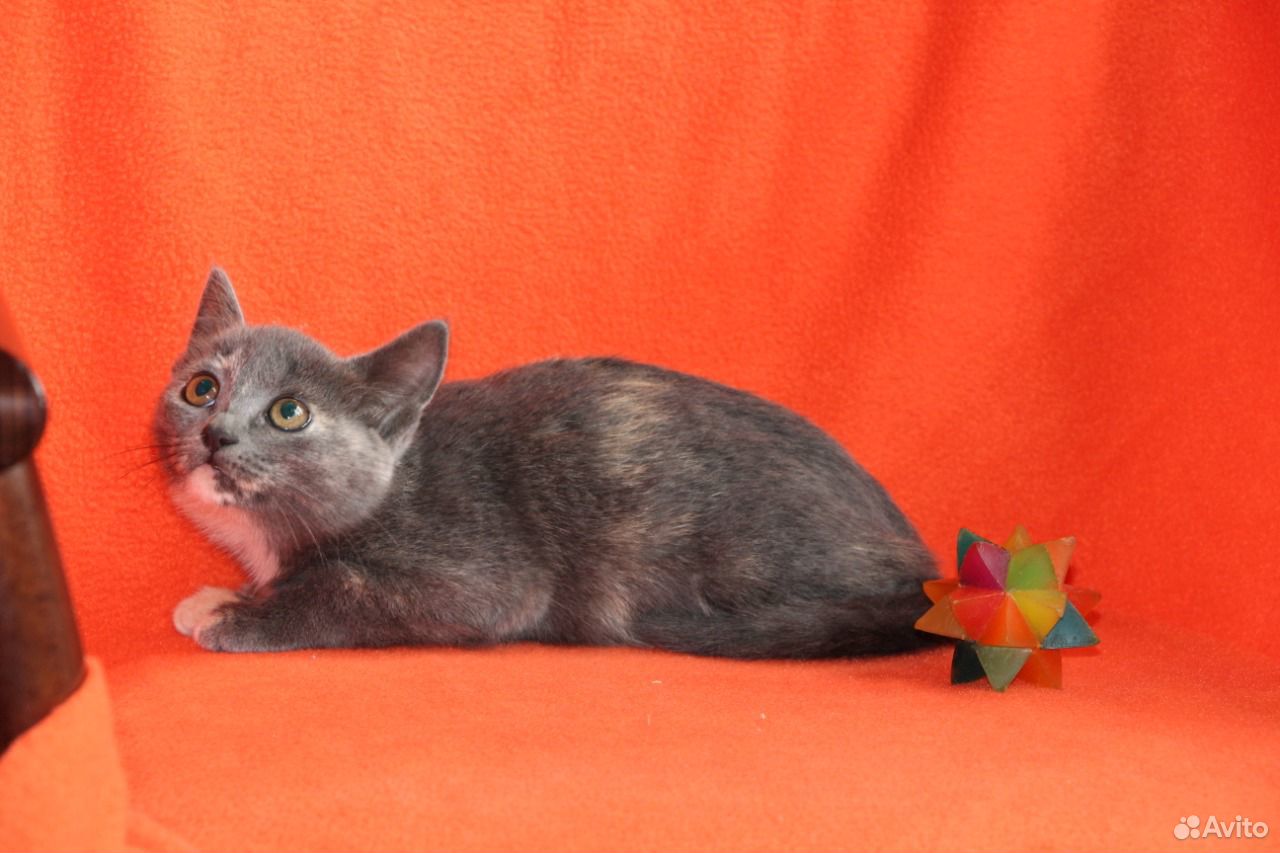 Котенок в добрые руки