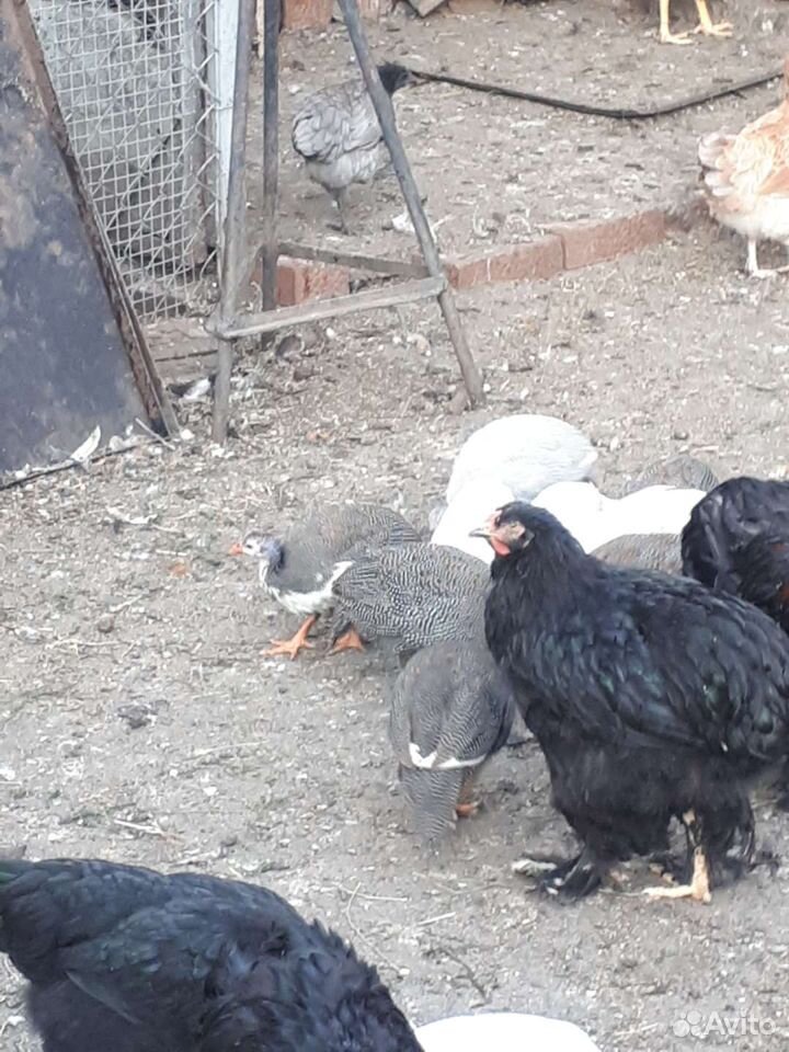 Цесарки