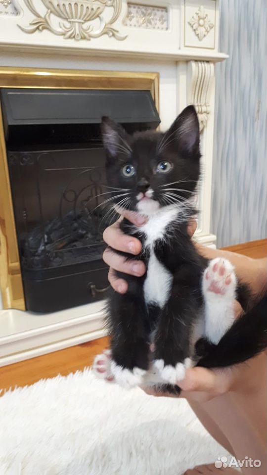 Котёнок бесплатно