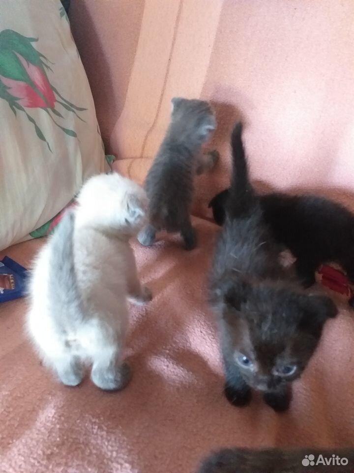 Котята вислоухие