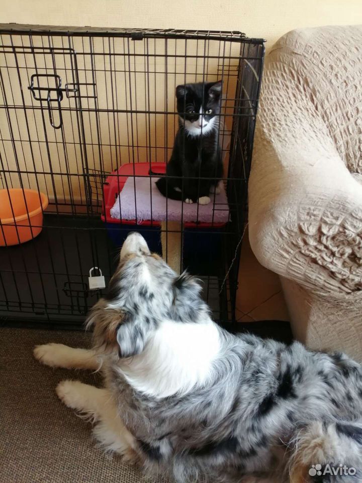 Котенок