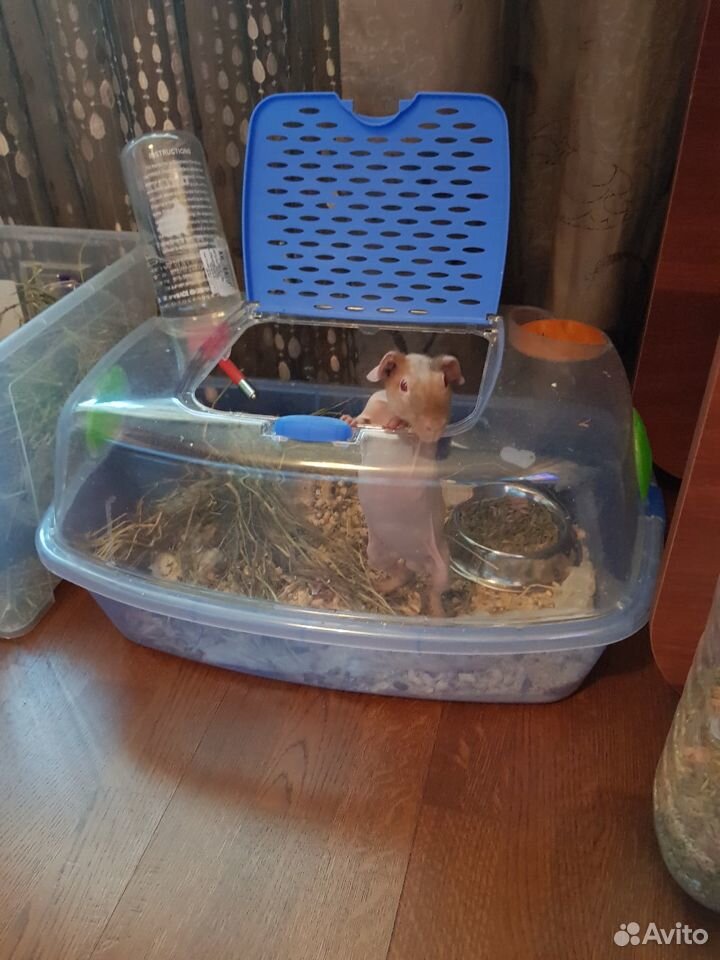 Морская свинка скинни