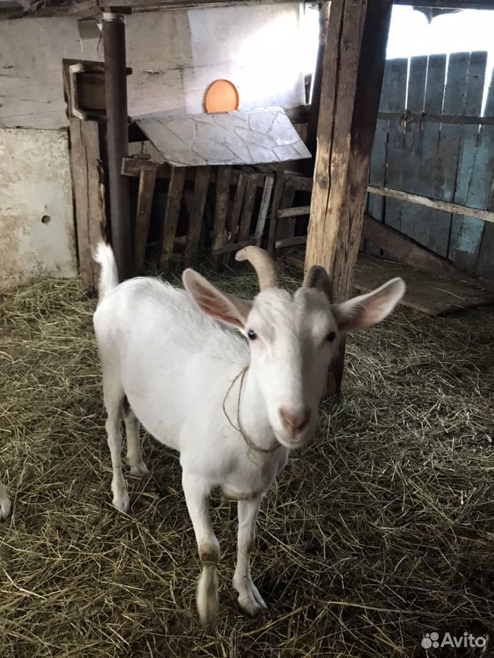 Коза породы Заанинская